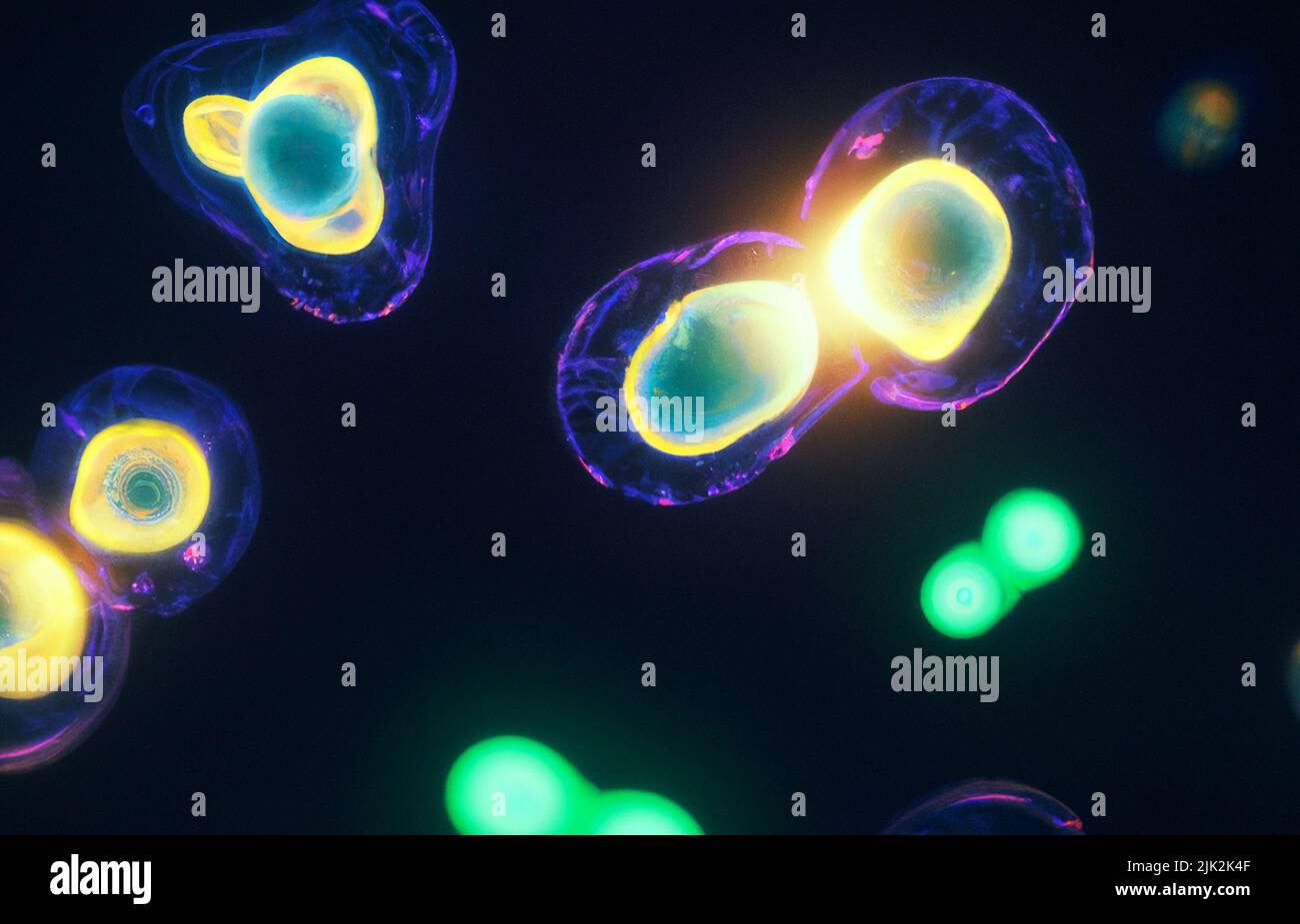 Mitosis cell division hi-res stock photography and images - Alamy