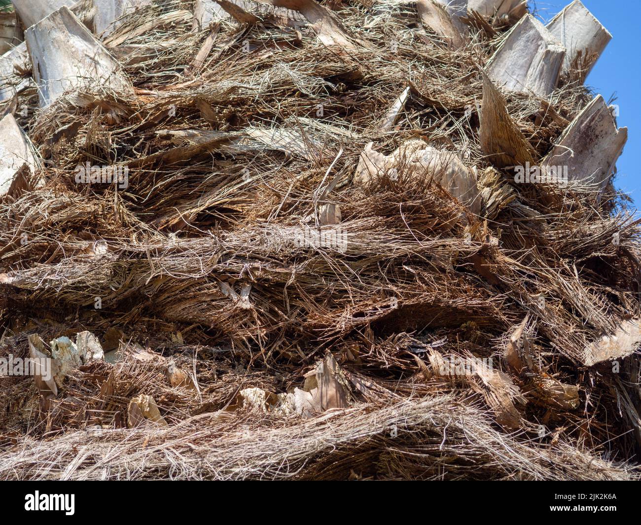 The structure of the bark of a palm tree. Southern tree bark. The ...