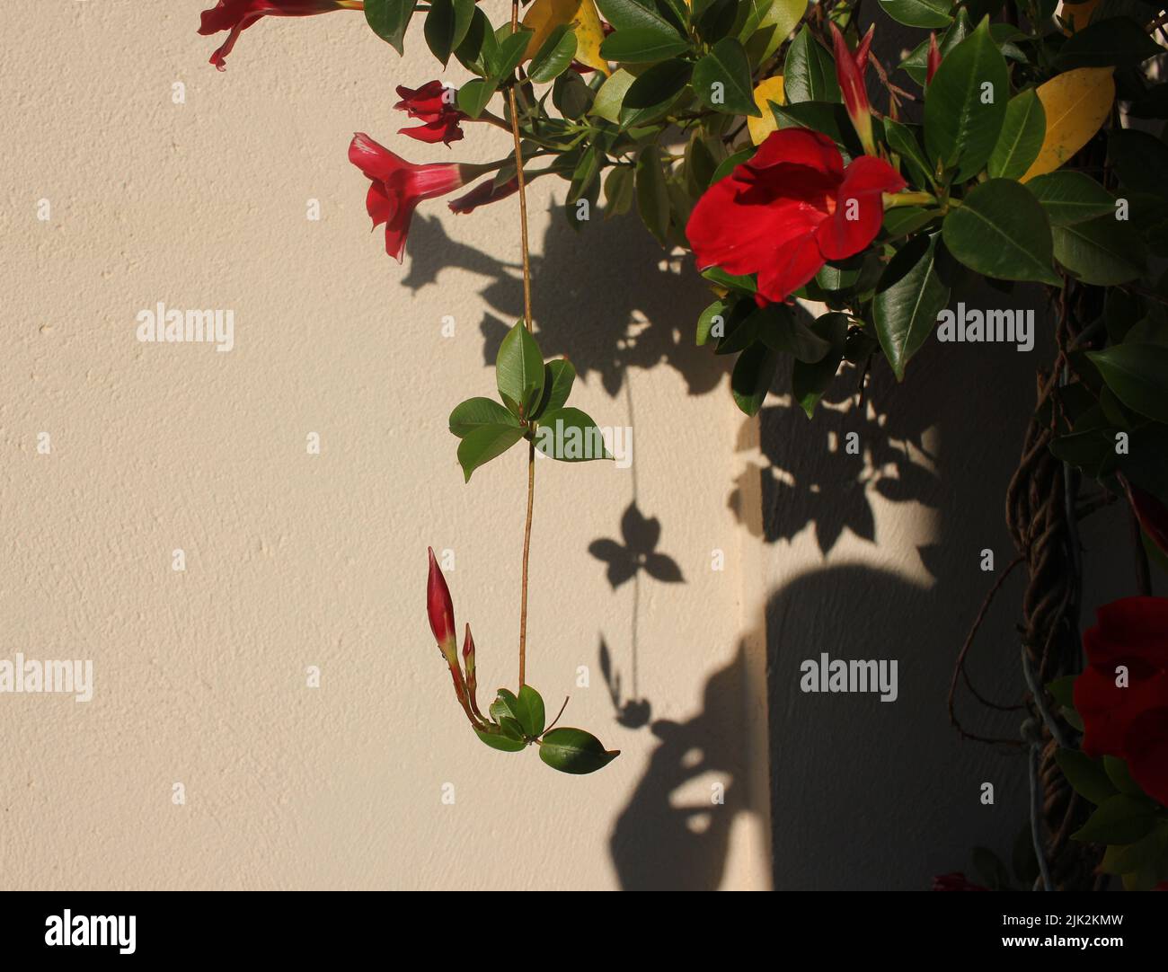 sunset brings shadows of plants to the walls Stock Photo - Alamy