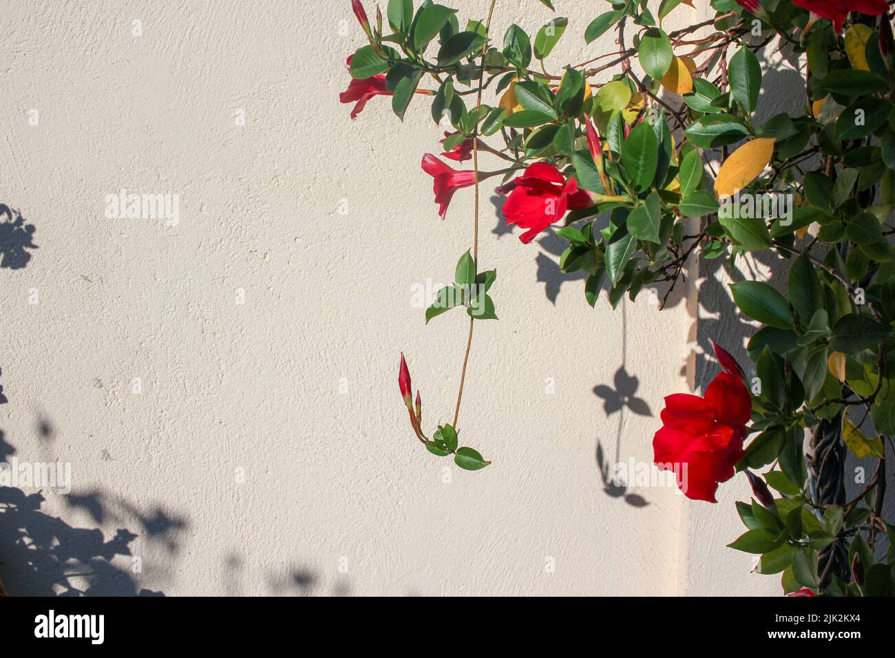 shadows of plants in the wall in sunset Stock Photo - Alamy