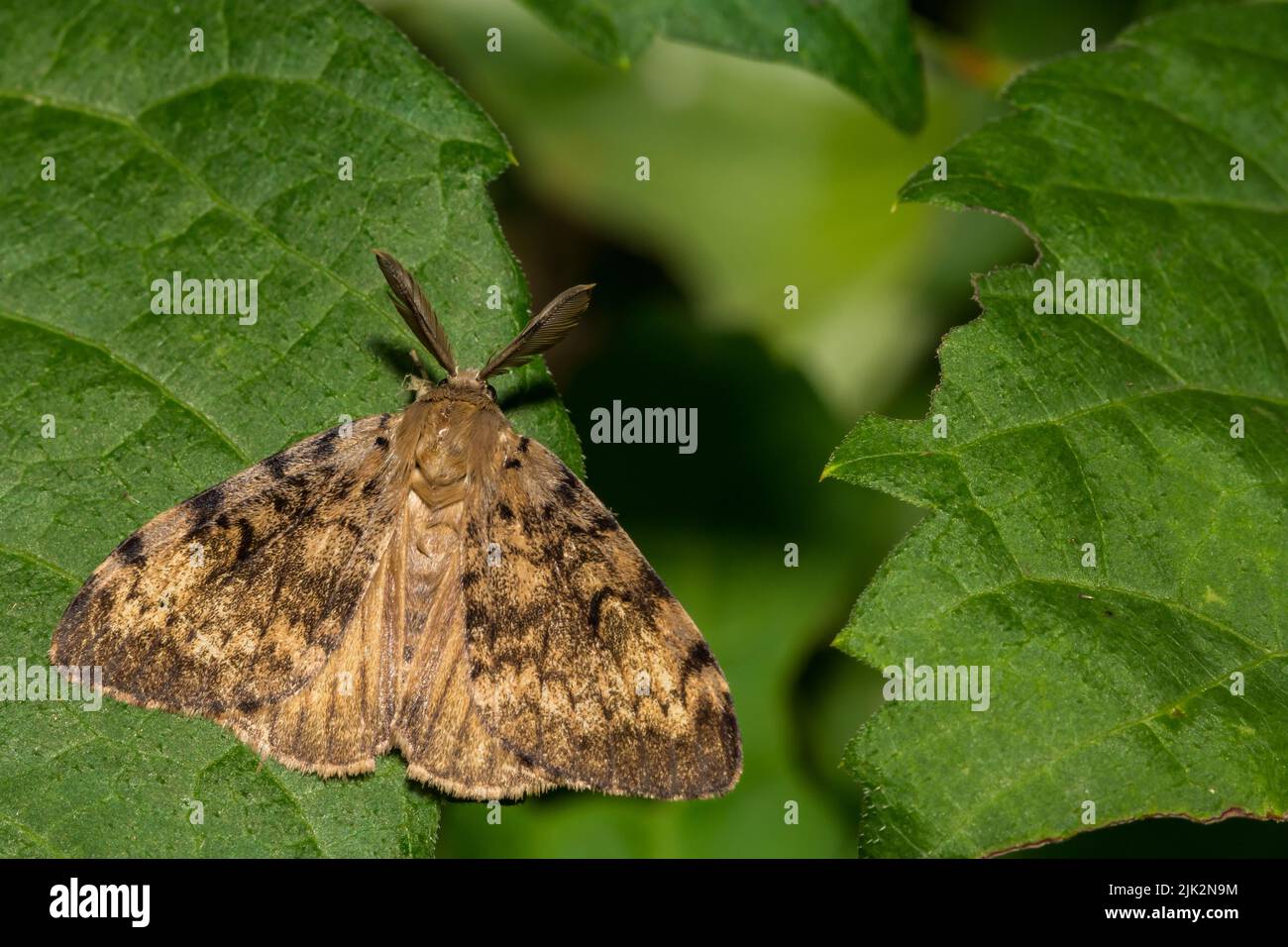 Lymantria dispar species hi-res stock photography and images - Alamy