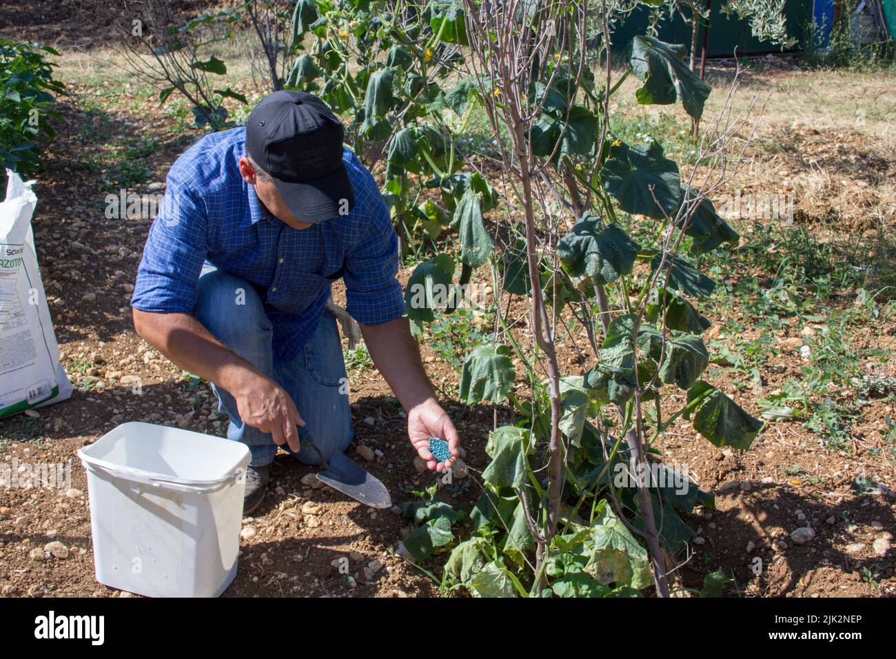 farmer holding chemical fertilizer in his hand. Vegetable plant ...