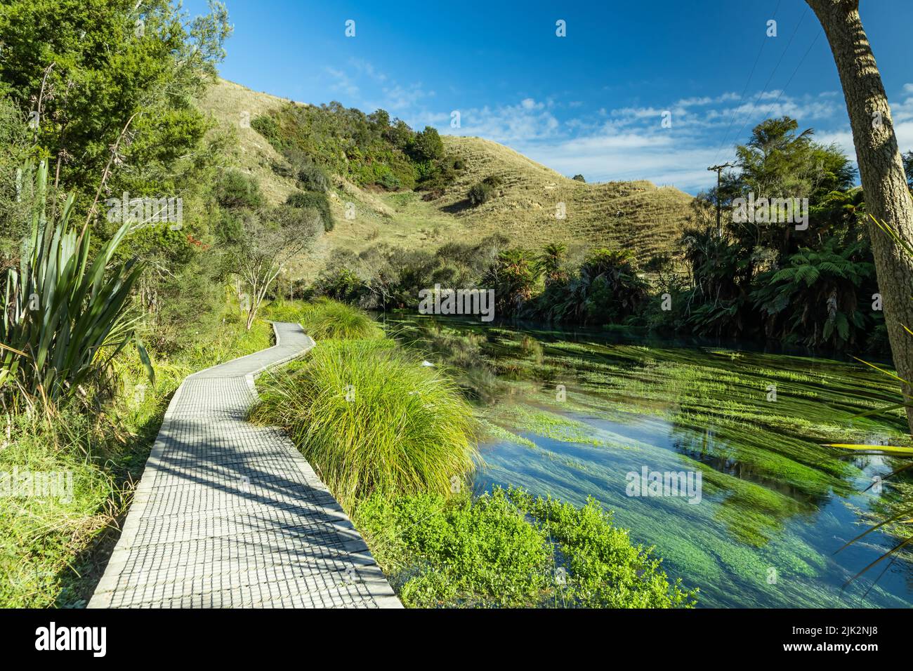 Beautiful walk in Blue spring Te Waihou walkway, New Zealand Stock ...