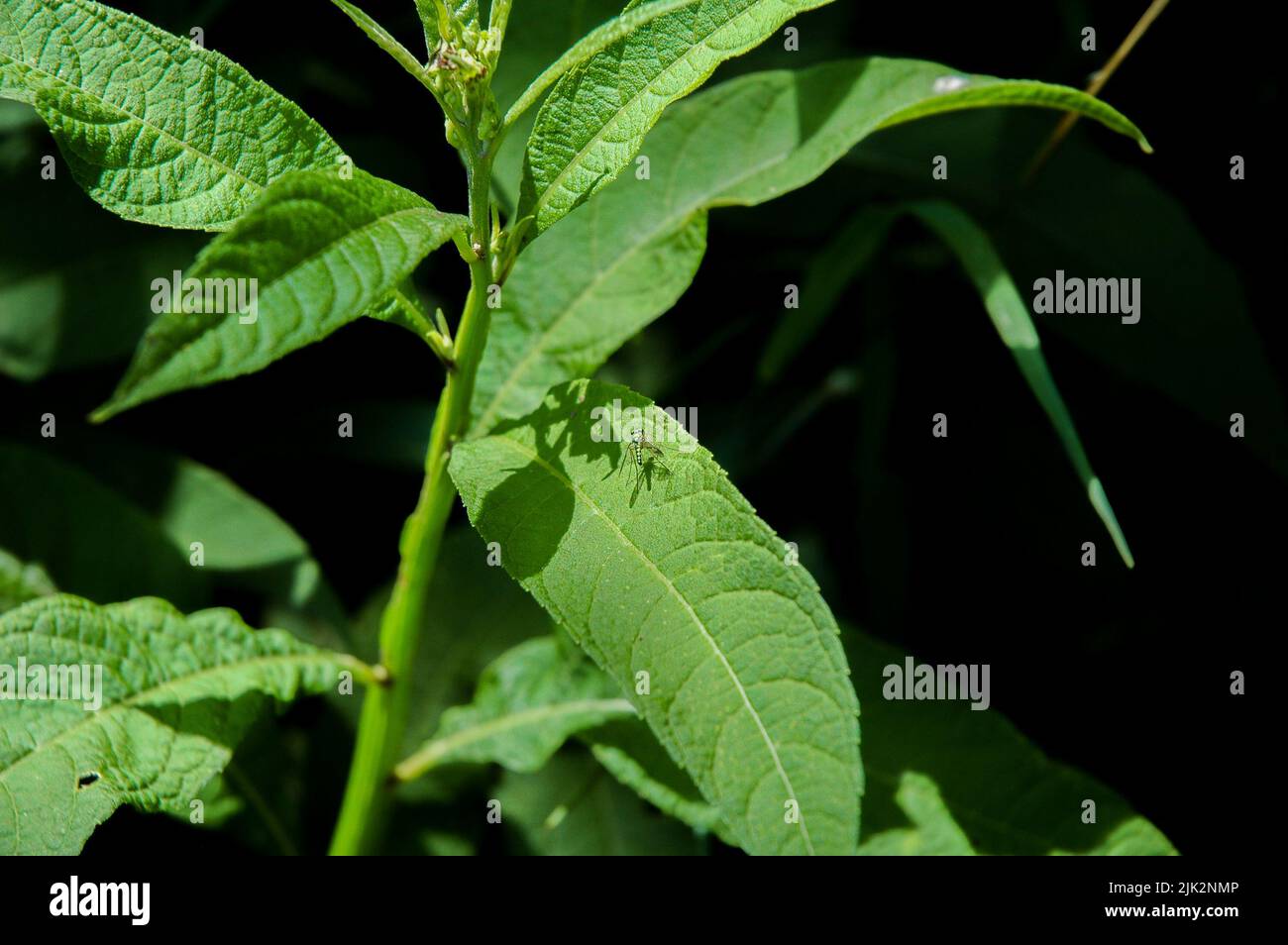 A metallic long-legged fly of a tall iron-weed Stock Photo - Alamy