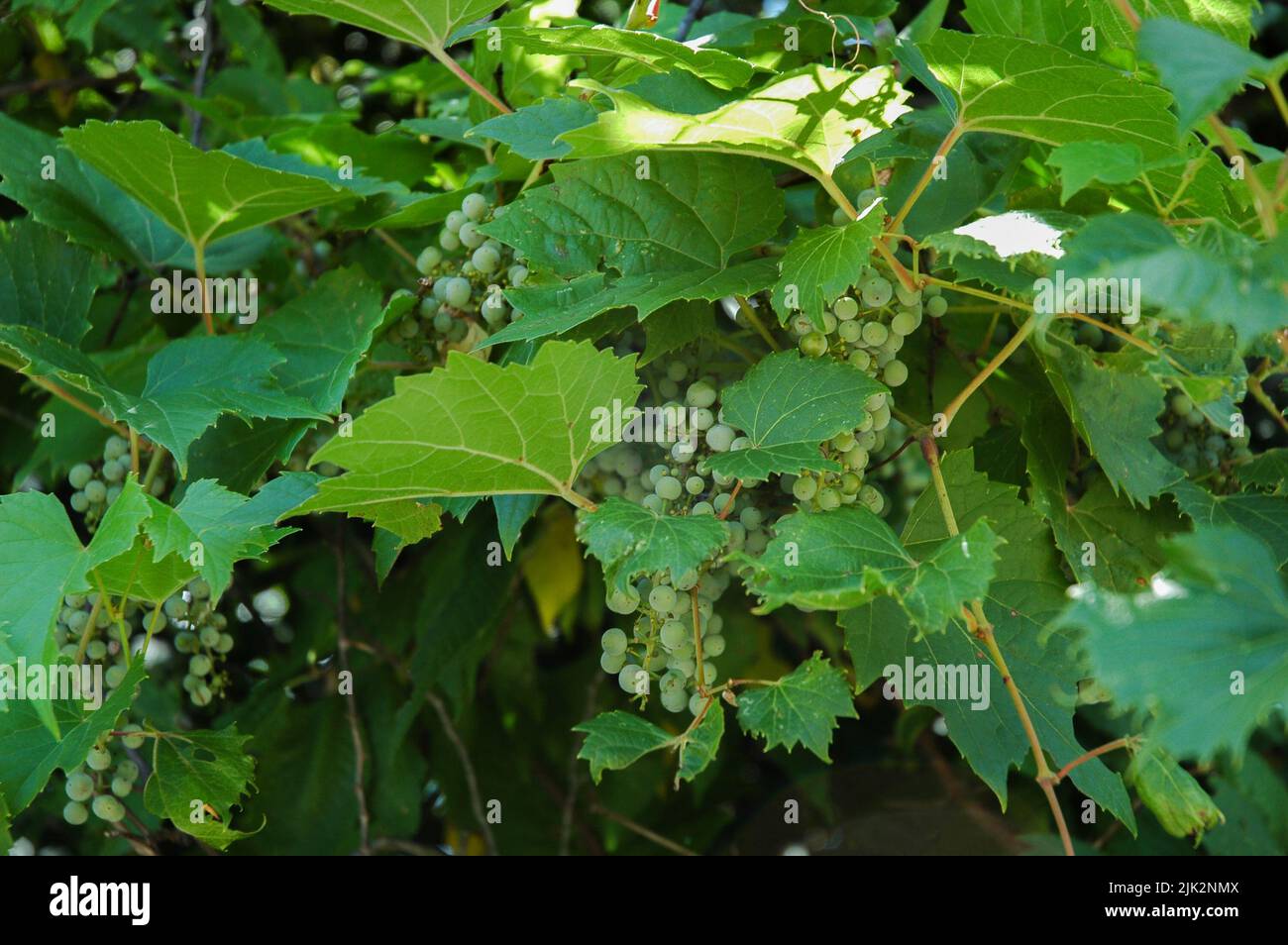 A riverbank grape vine with unripe fruit Stock Photo - Alamy