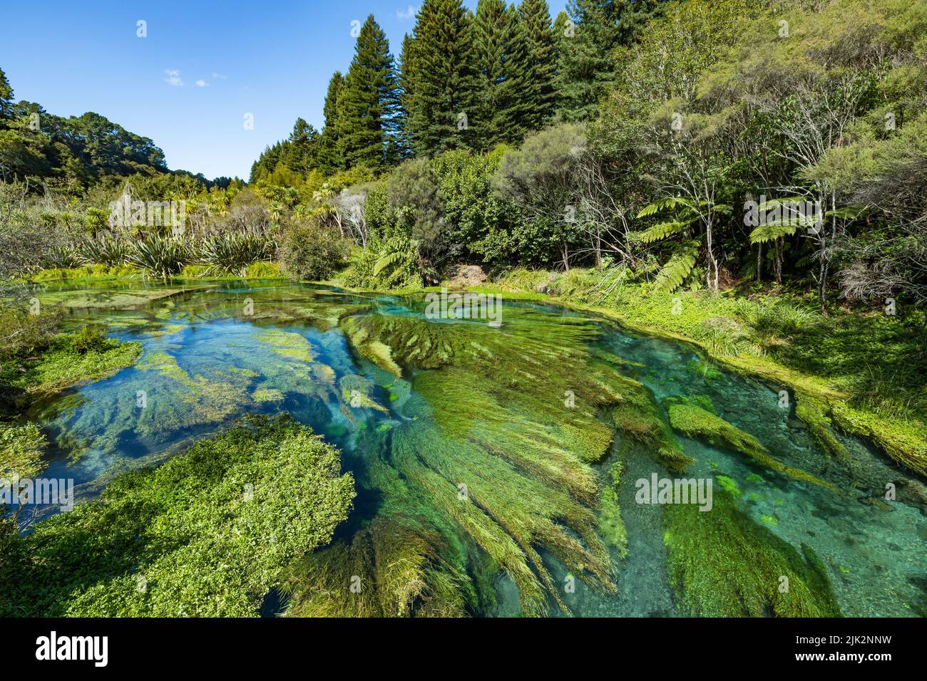 New zealand waihou river hi-res stock photography and images - Alamy