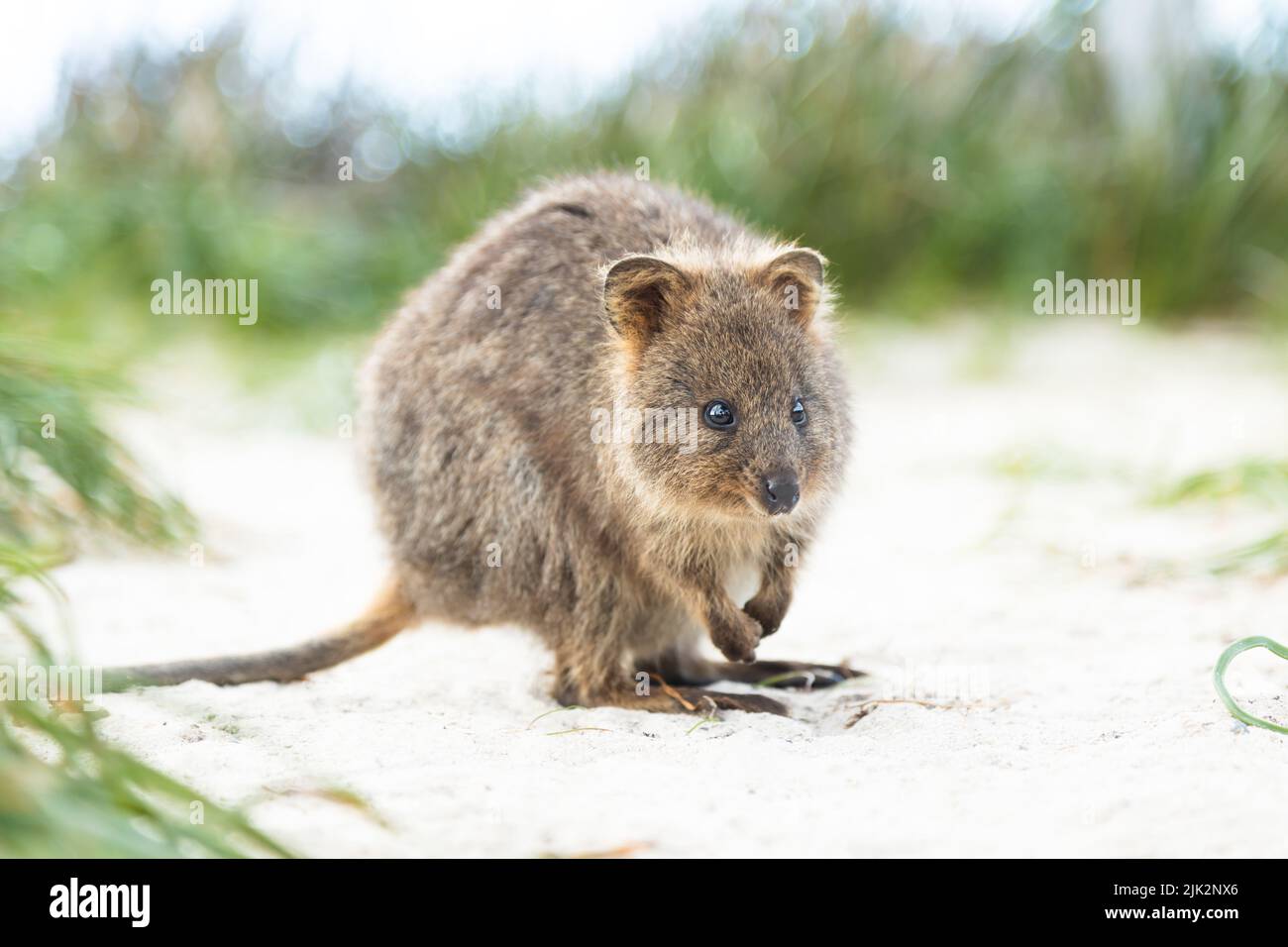 Encounter to a cute quokka in Rottnest island, Perth, Western Australia ...