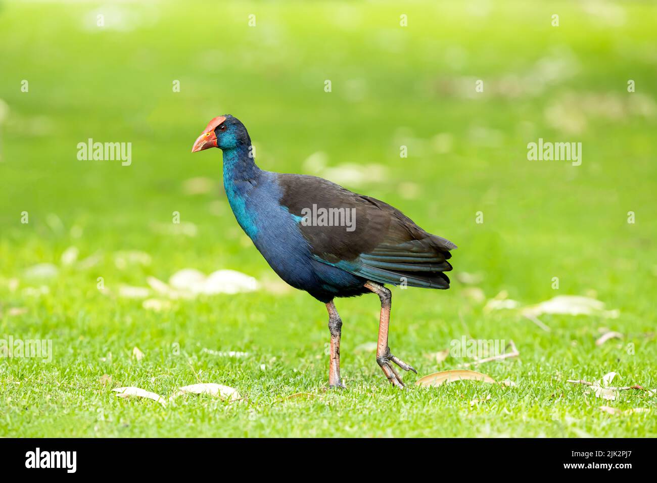Yancehp national park hi-res stock photography and images - Alamy
