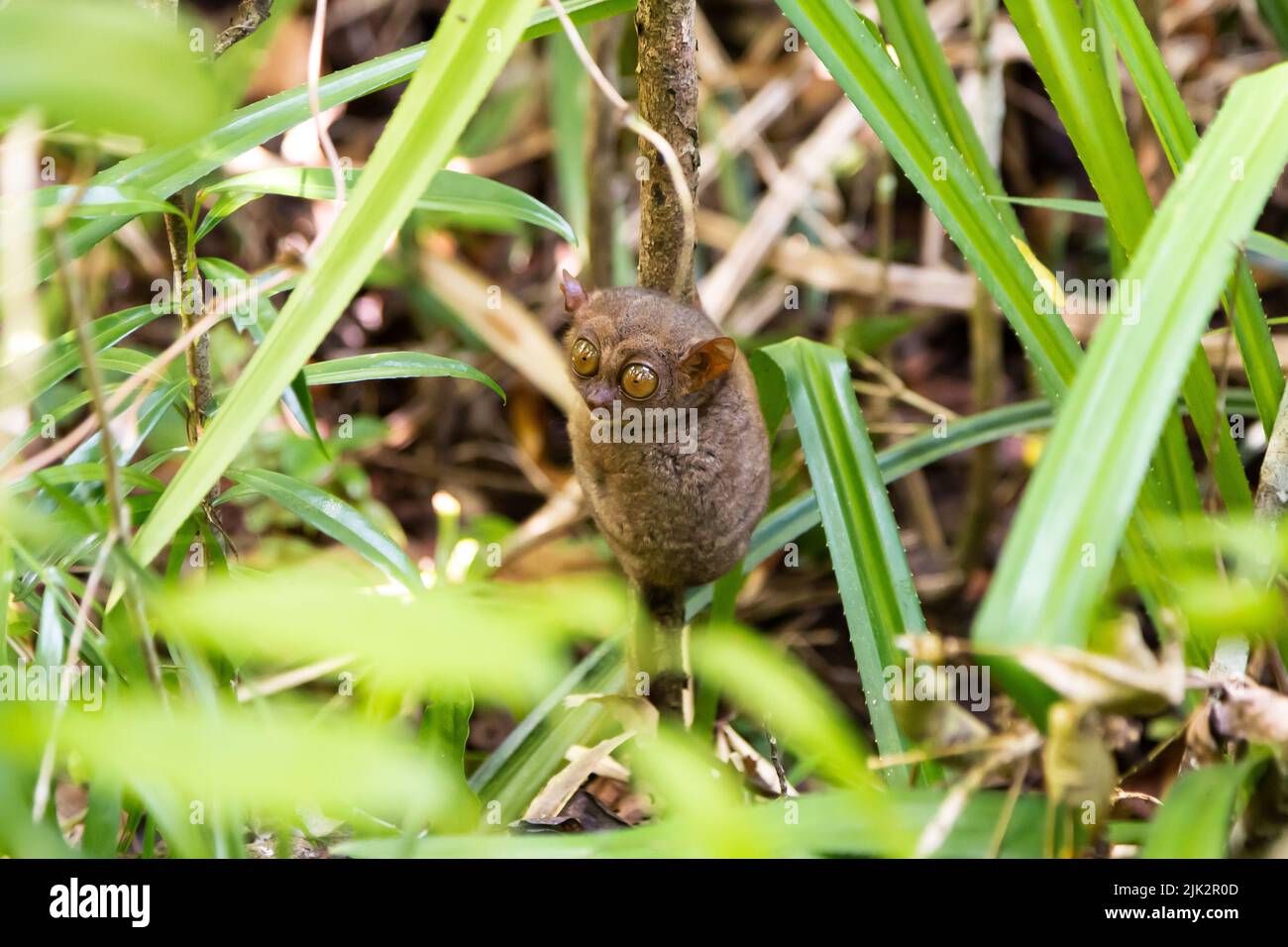 Tiny Tasha Monkey in Philippines Stock Photo - Alamy