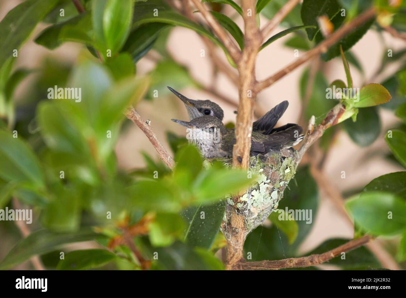 Baby Hummingbirds Hatching
