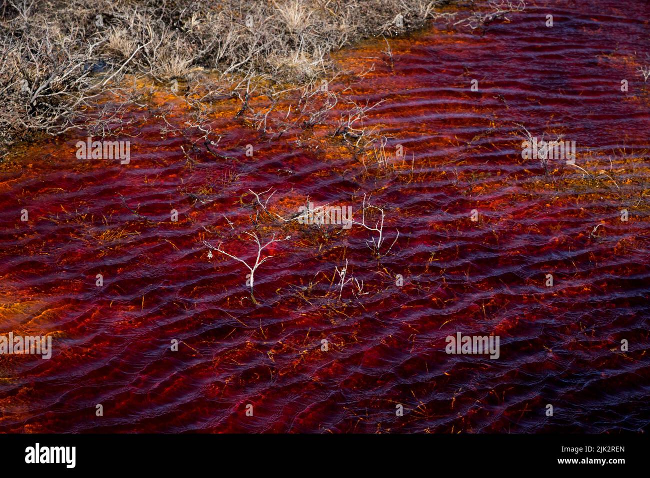 Red coloured pond at roughly 1000 meter above sea level on Dovrefjell ...