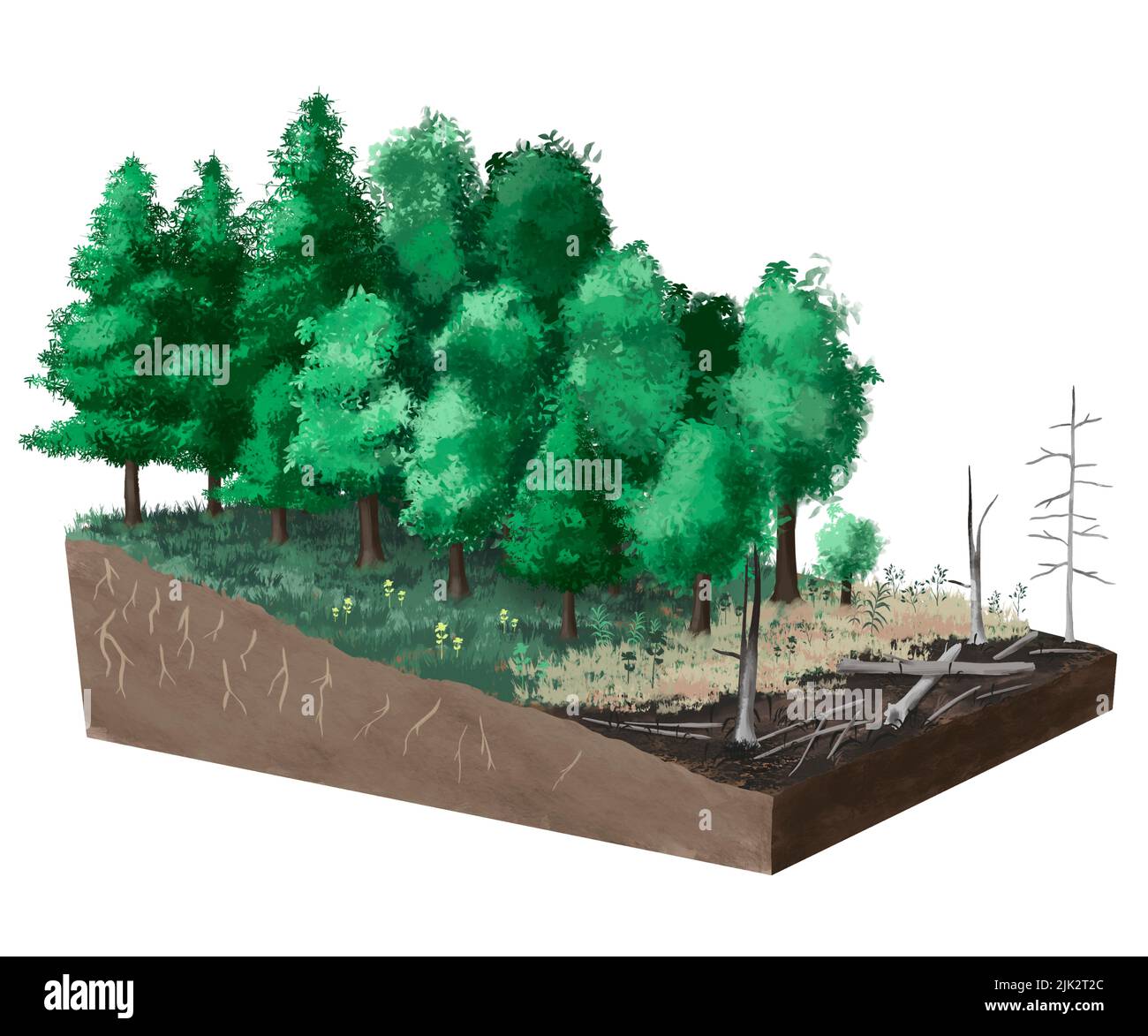 Illustration of a cross section showing an established forest to a new ...