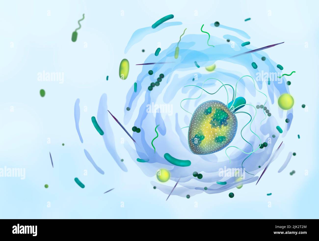 Illustration showing a mixotroph forming a mucosphere to attract and ...