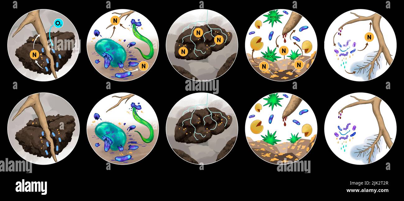 Illustration (with and without text) showing how nitrogen is cycled ...