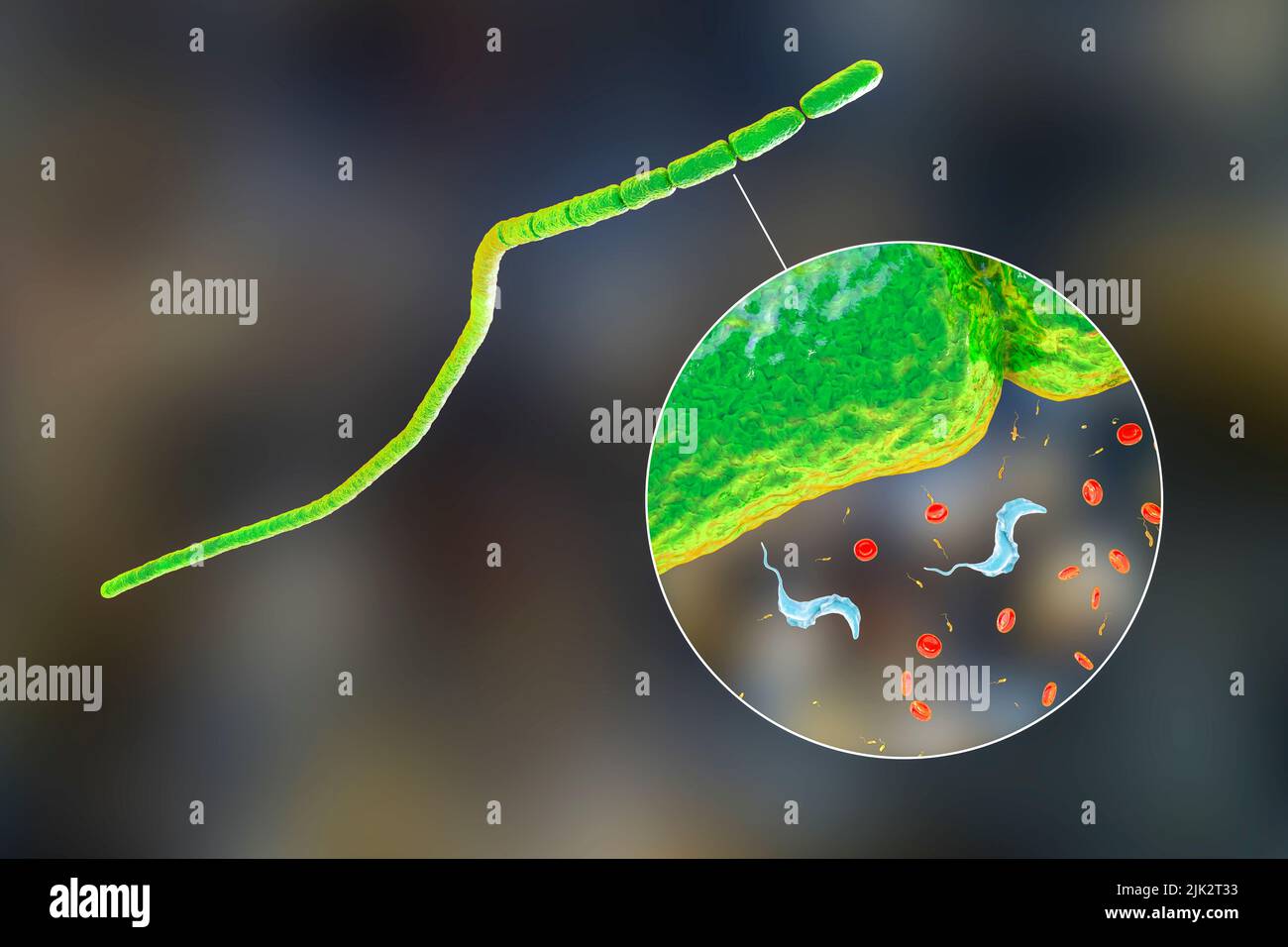Illustration showing a close-up of a filament of Thiomargarita ...