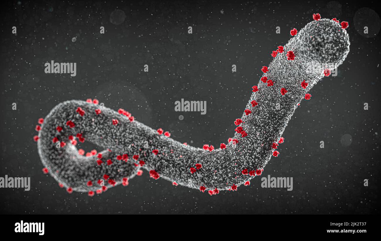 Illustration of the Marburg virus, a tubular RNA (ribonucleic acid ...