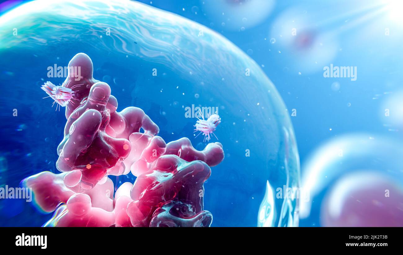 Illustration of a cell during the late prophase phase of mitosis Stock ...