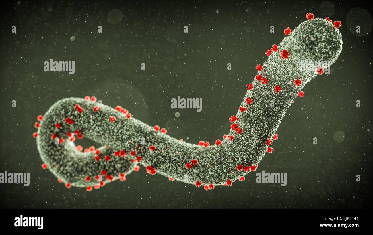 Filoviridae family hi-res stock photography and images - Alamy