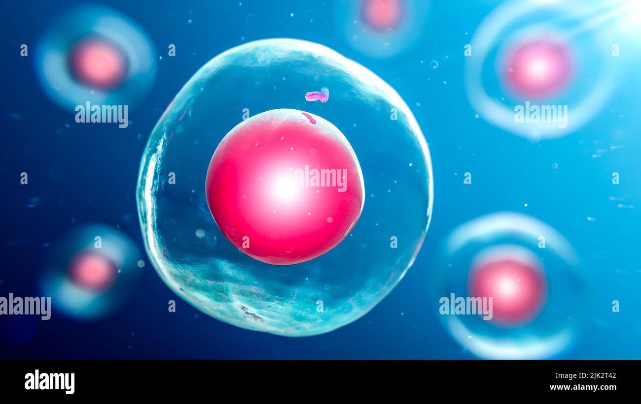 Illustration of a cell during the interphase (G2) phase of mitosis ...