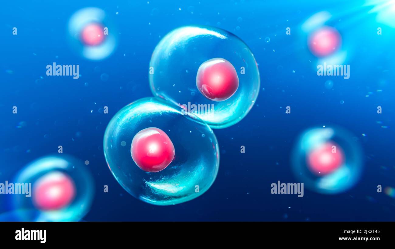 Illustration of the daughter cells produced by mitosis Stock Photo - Alamy