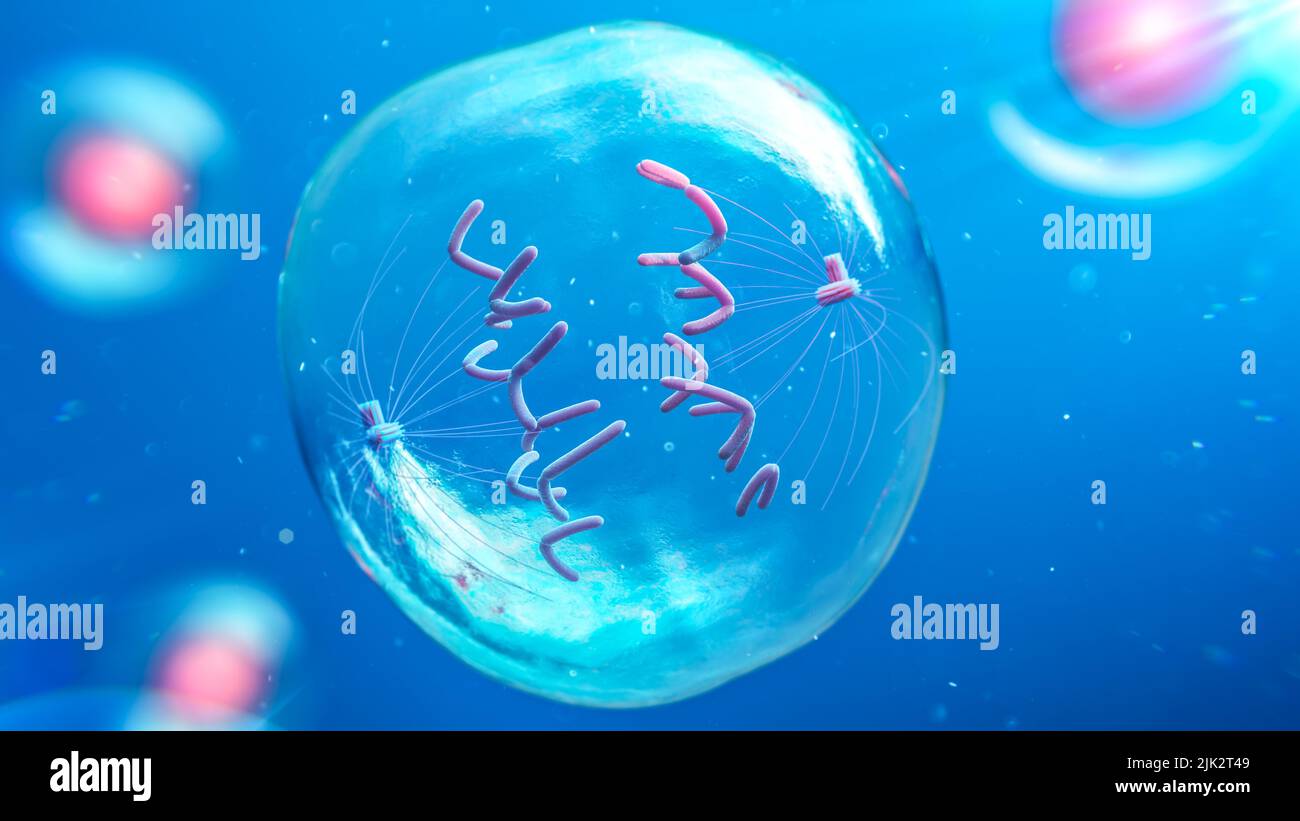Anaphase hi-res stock photography and images - Alamy