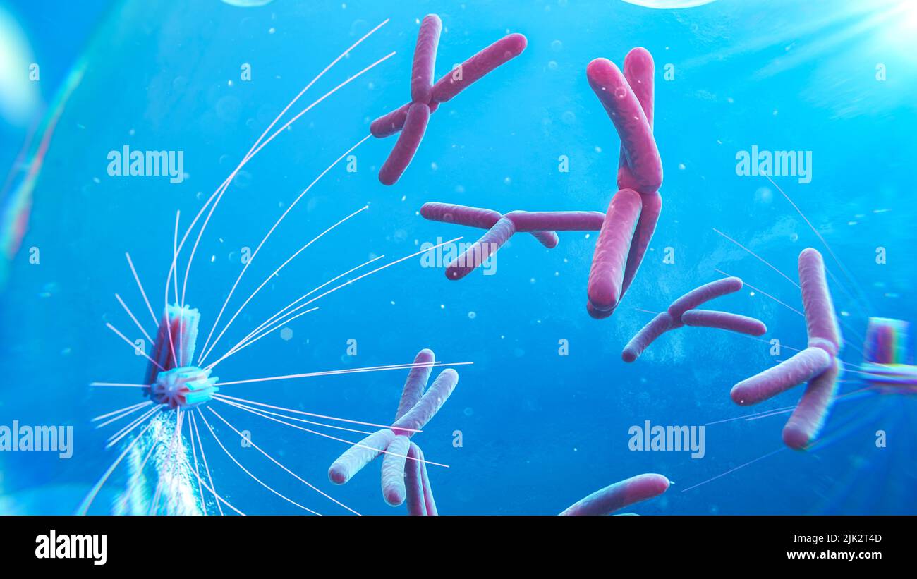 Close-up illustration of the cell spindle fibers and chromosomes during ...