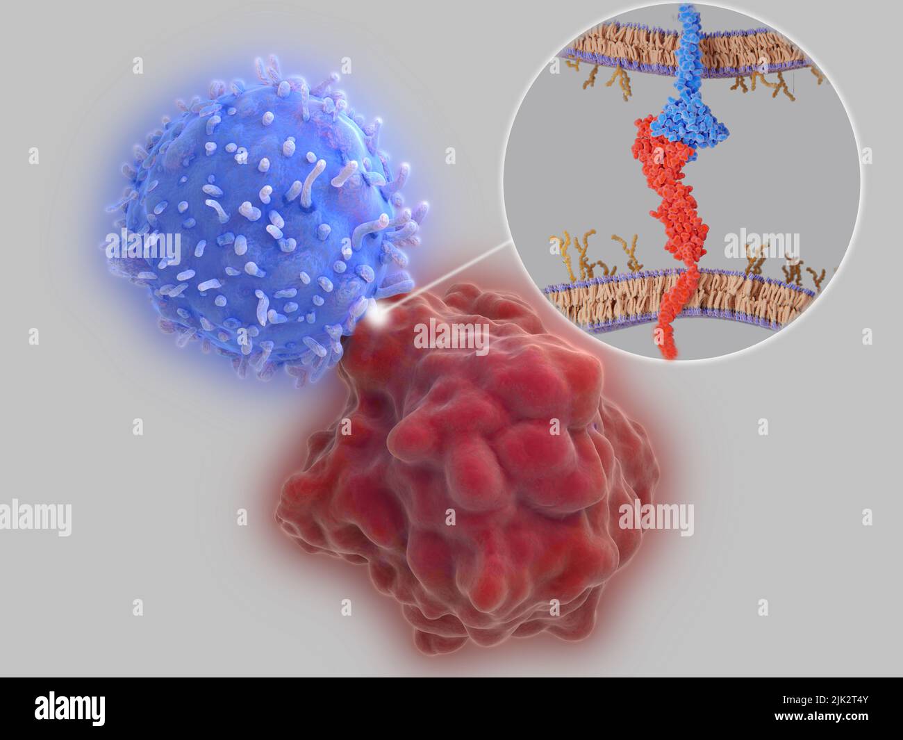 Illustration of immune checkpoints, regulators of the immune system ...