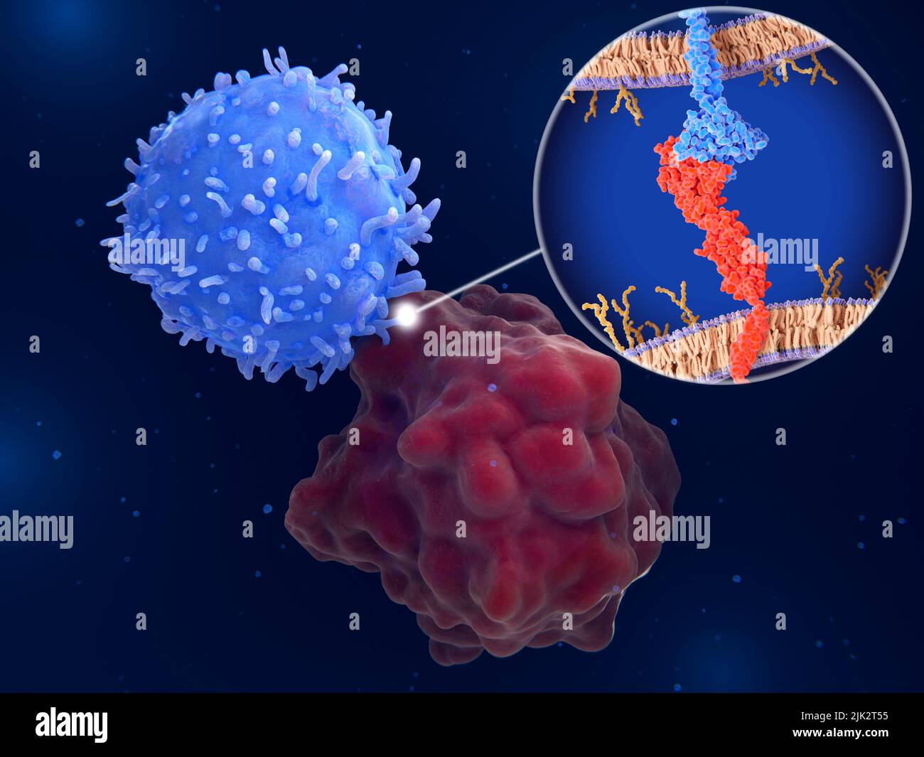 Illustration Of Immune Checkpoints Regulators Of The Immune System