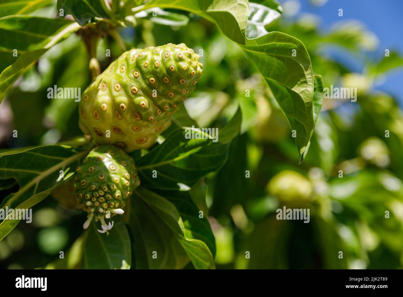 Noni tree, Morinda citrifolia. A medicinal fruit with unique properties ...