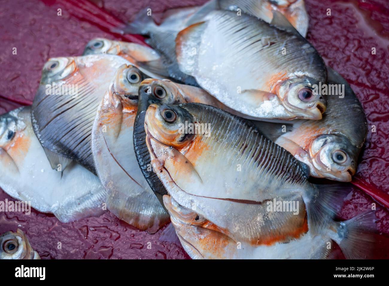 Amazon fish market hi-res stock photography and images - Alamy