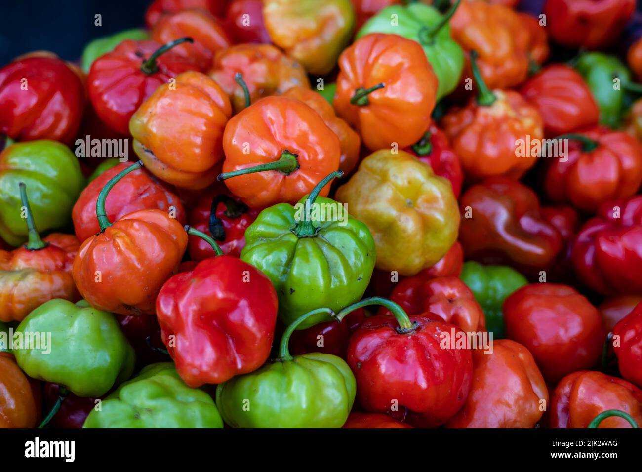 Assorted and Colorful Rocotillo Peppers (Capsicum chinense) for sale at ...