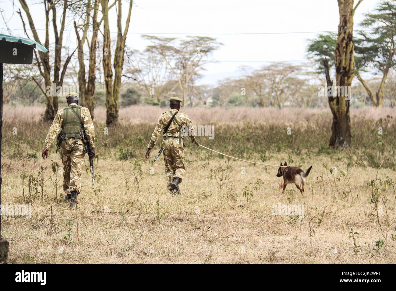 Nakuru, Kenya. 3rd Mar, 2019. Canine handlers demonstrate how an anti ...