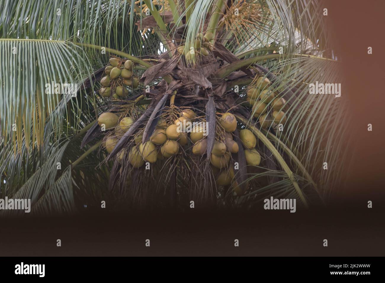 Dwarf Coconuts in a Tree Stock Photo - Alamy