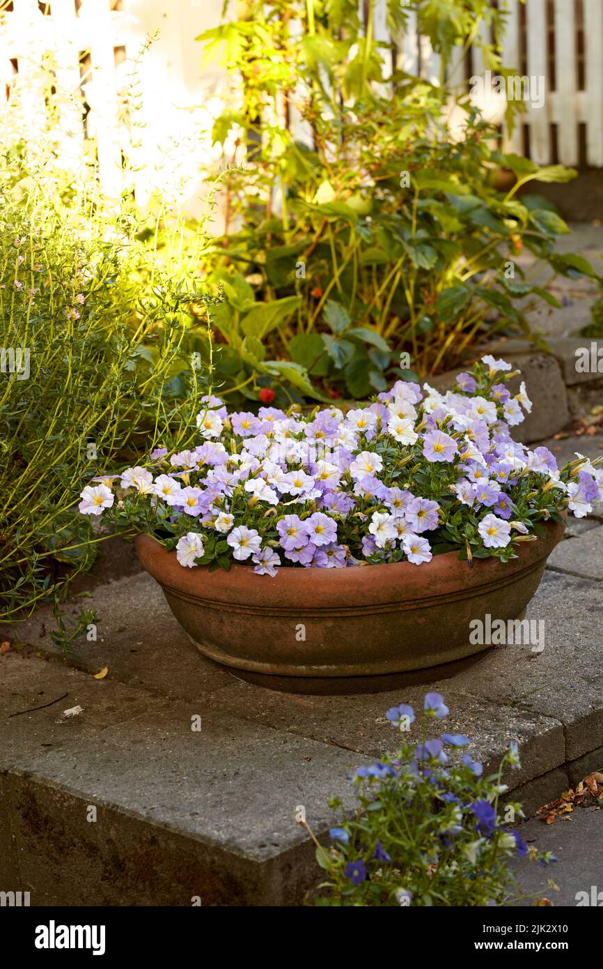 Beautiful flowers in a green garden outside in a natural backyard ...
