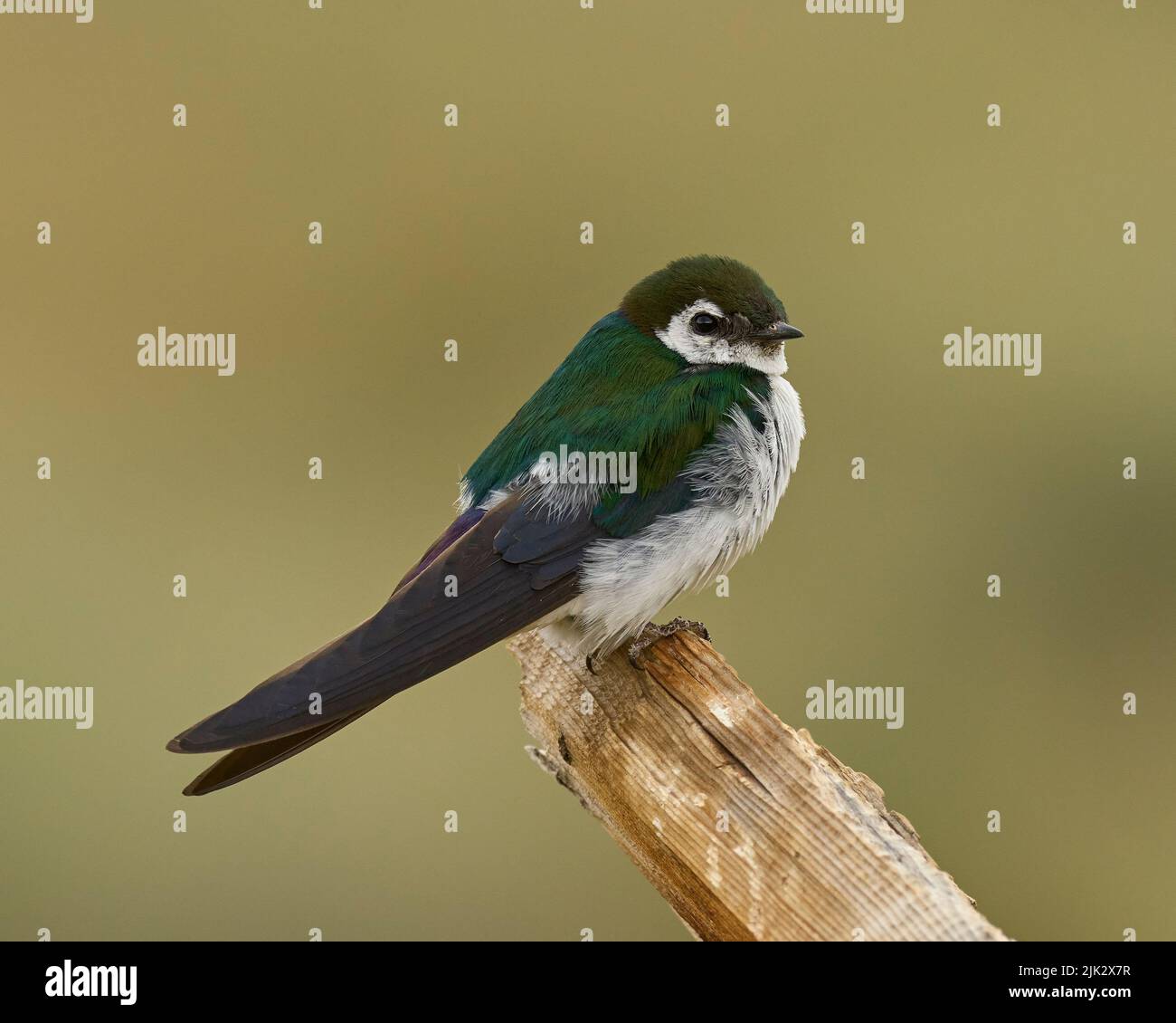 Violet-green Swallow (Tachycineta thalassic), Mono County California ...