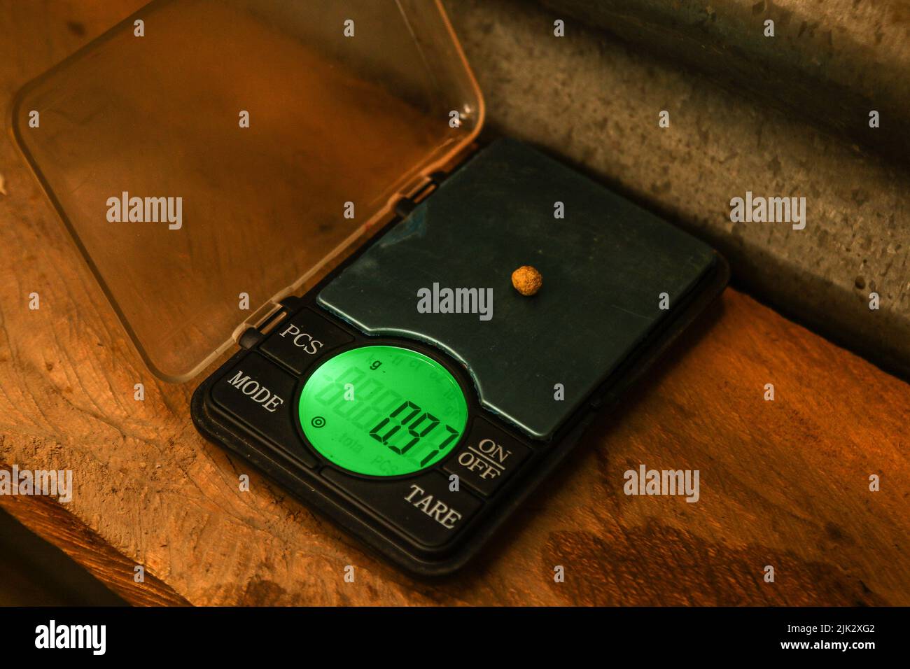 A small piece of processed gold measuring 0.97gm is seen on a weighing ...