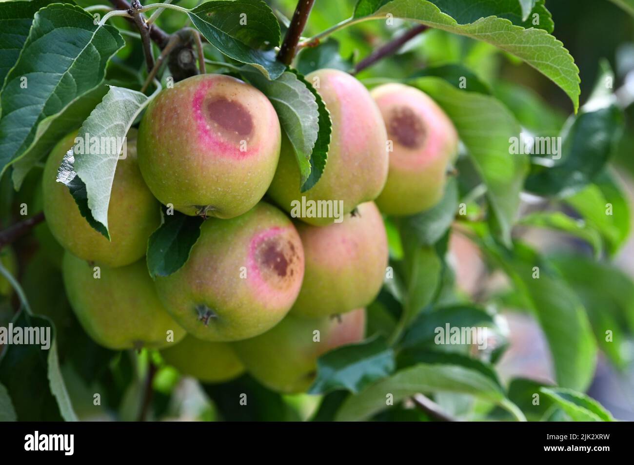Aseleben, Germany. 29th July, 2022. Apples with sunburn at the "Obsthof ...