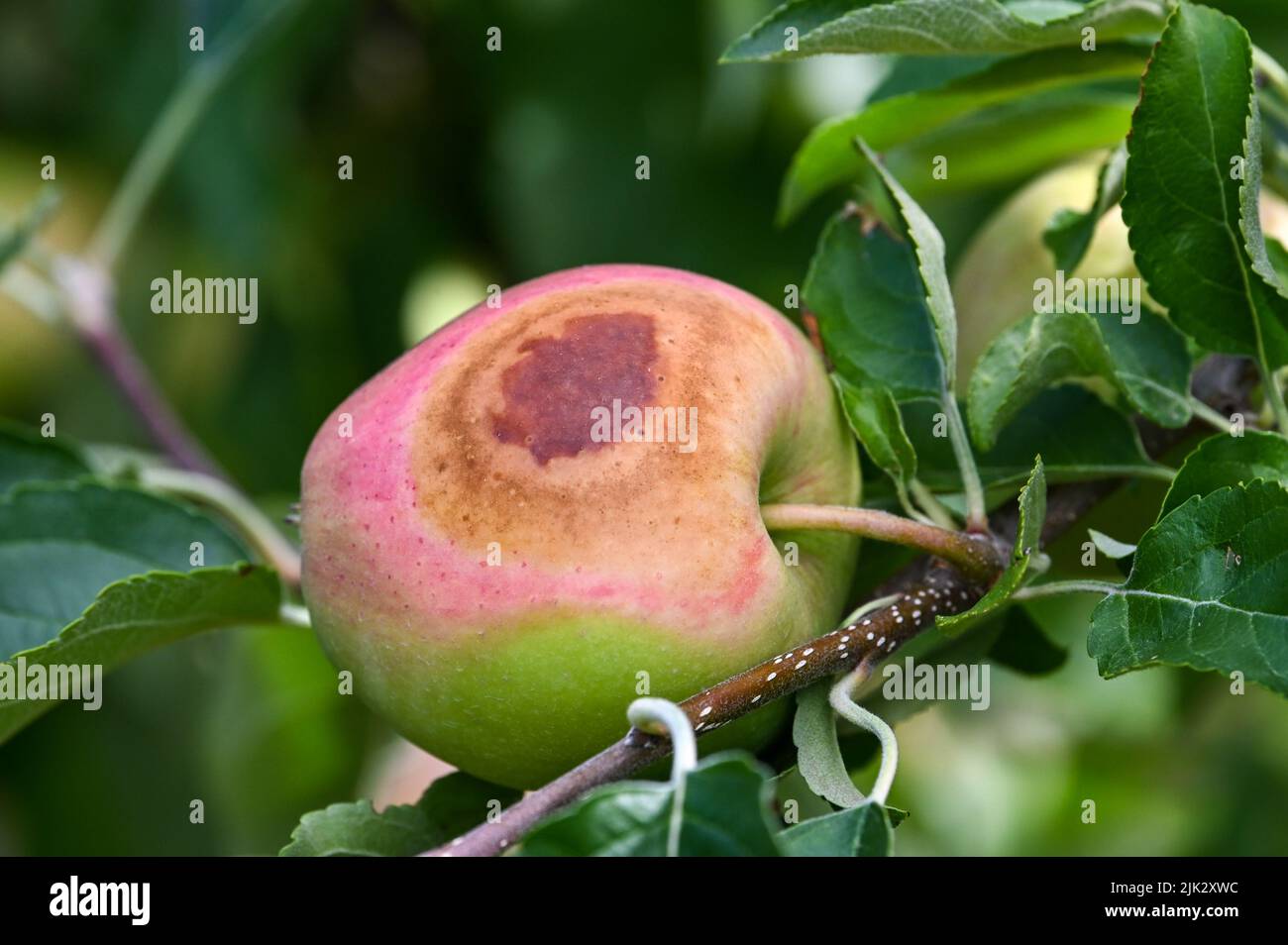 Aseleben, Germany. 29th July, 2022. An apple already badly damaged by ...