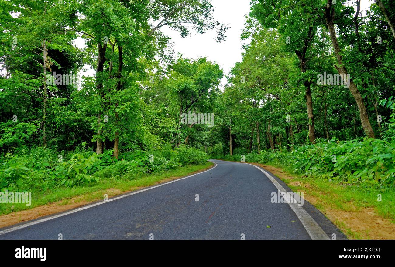 The clean road bends in deep Greenery forest of Daringbadi, Odisha ...