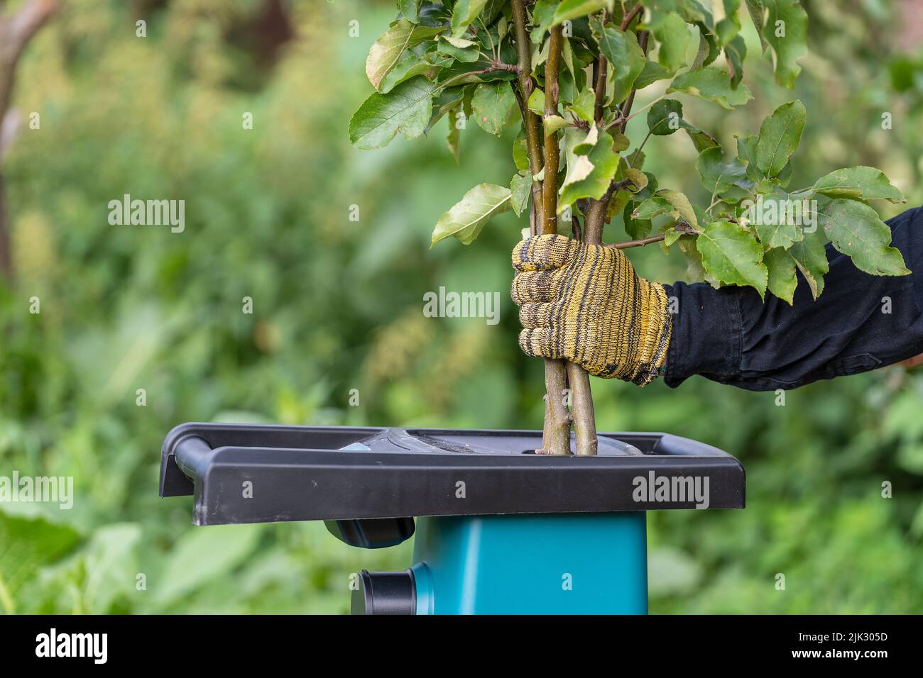 Hands put branches into garden shredder, close up. Man throws branches ...