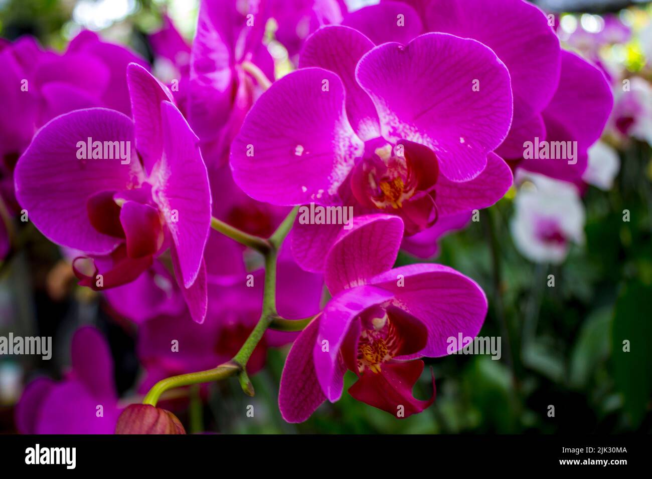 exotic flowers of the orchid moon (Phalaenopsis amabilis) bloom. also ...