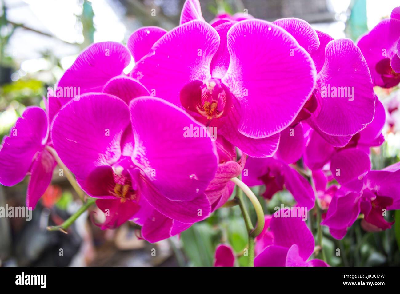 exotic flowers of the orchid moon (Phalaenopsis amabilis) bloom. also ...