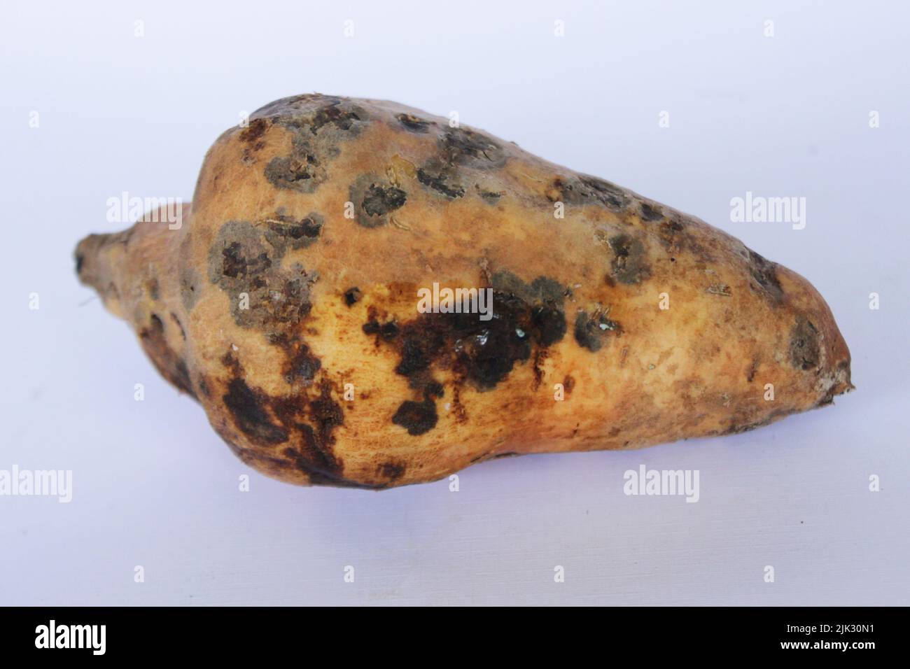 sweet potato cilembu, ubi cilembu kultivar Stock Photo - Alamy