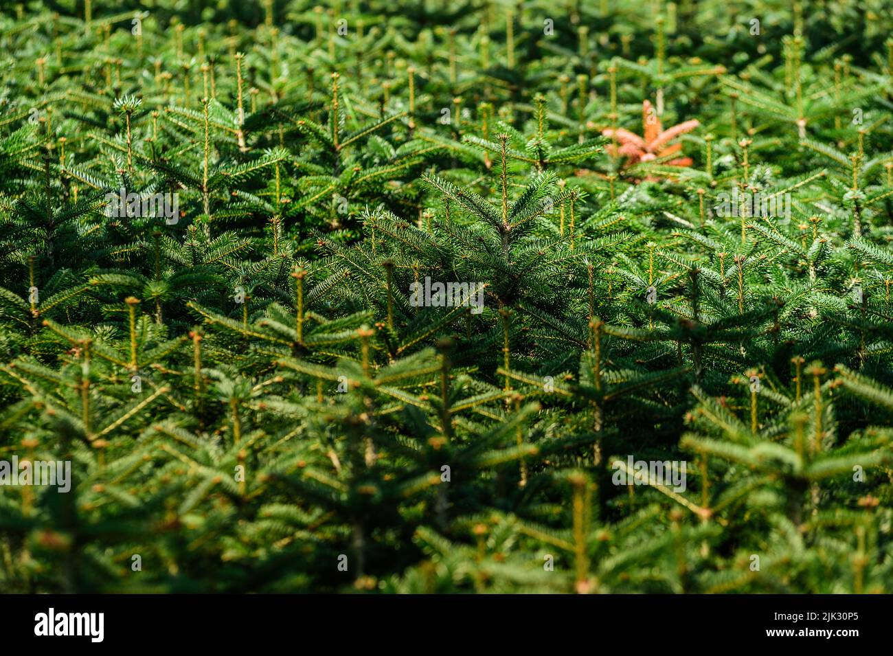 In september, the Nordmann pine of the Green Cap company are transfered ...