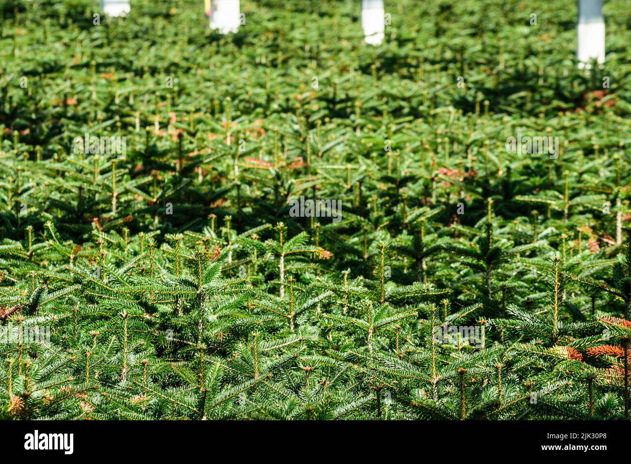 In september, the Nordmann pine of the Green Cap company are transfered ...