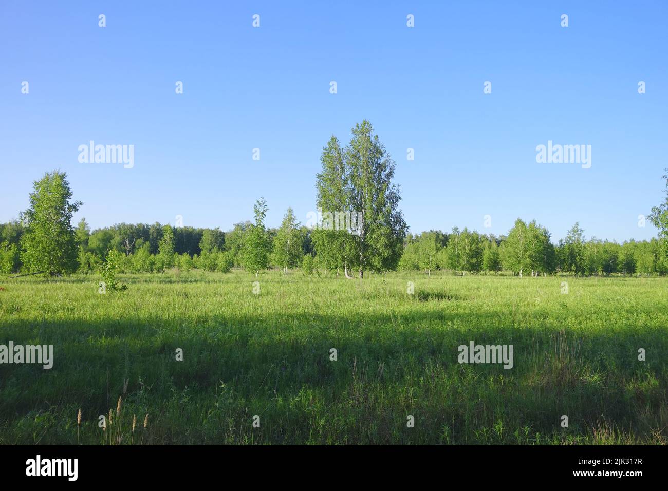 Green field with blue sky Stock Photo - Alamy