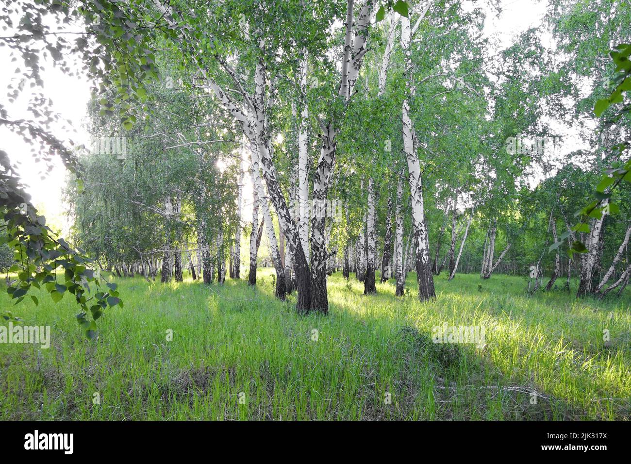 Summer birch forest with sun Stock Photo - Alamy