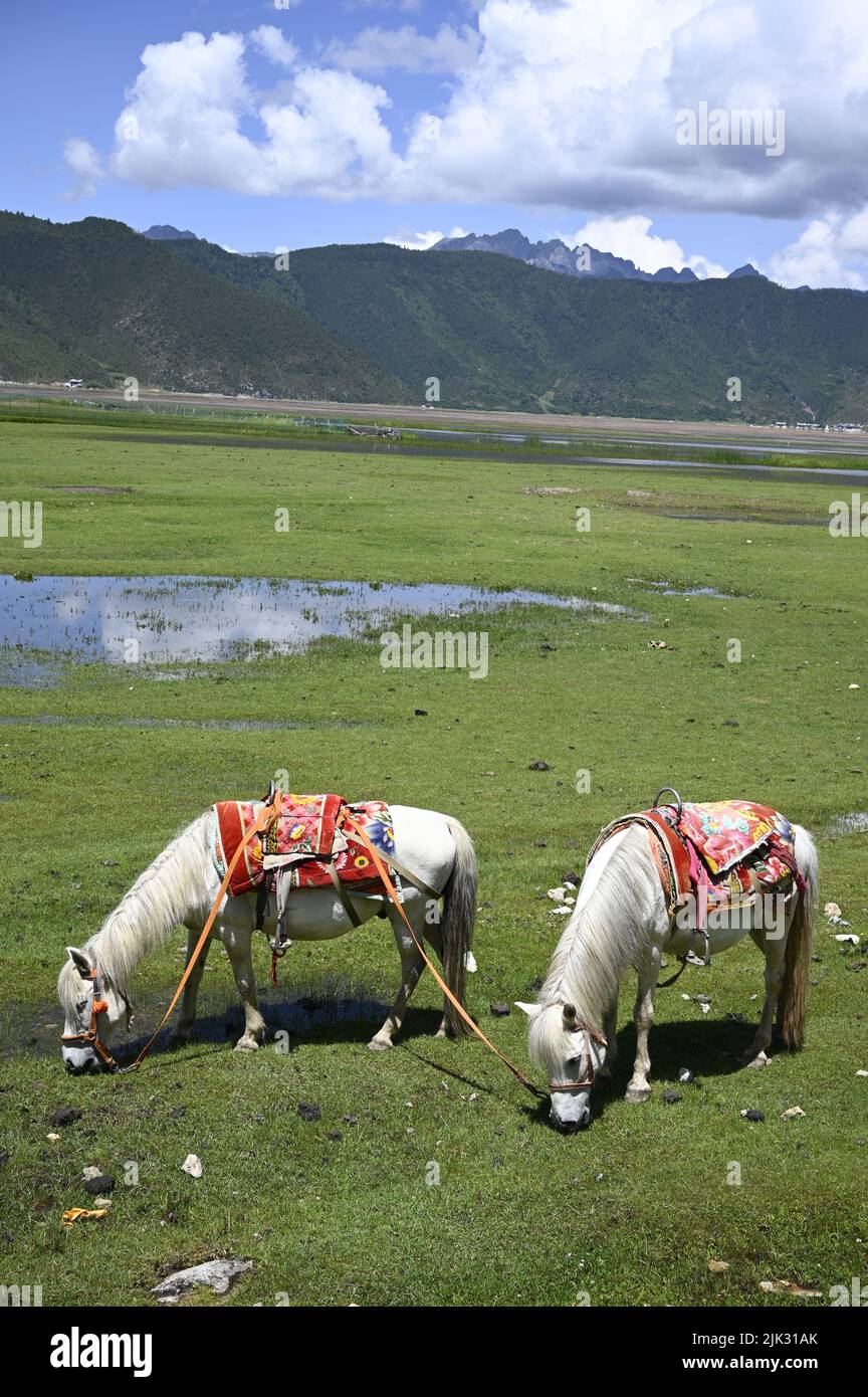 Explore and enjoy the wide open spaces of Napahai park in Shangri-La ...