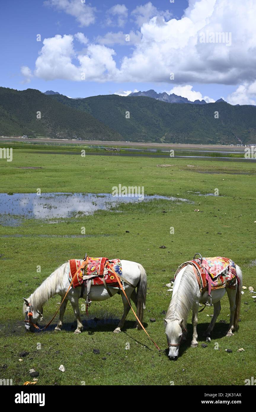 Explore and enjoy the wide open spaces of Napahai park in Shangri-La ...