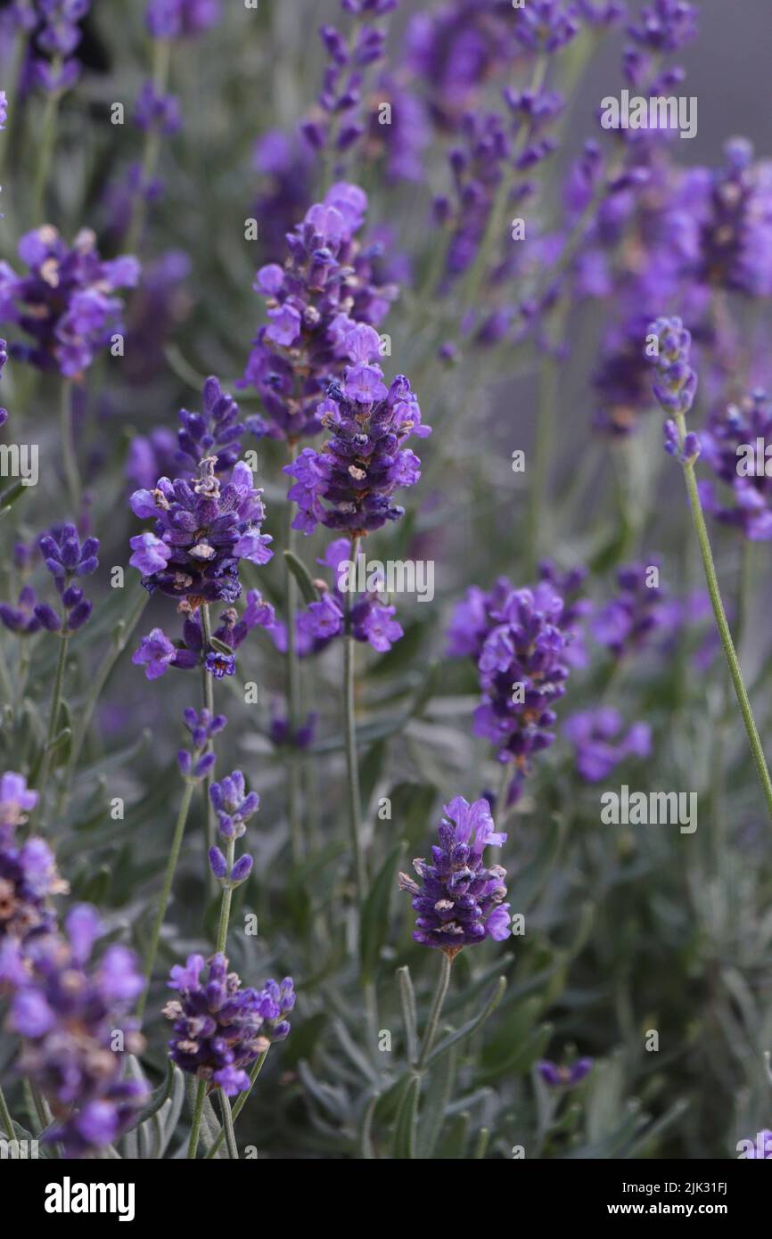 Blooming flower Lavandula in garden Stock Photo - Alamy